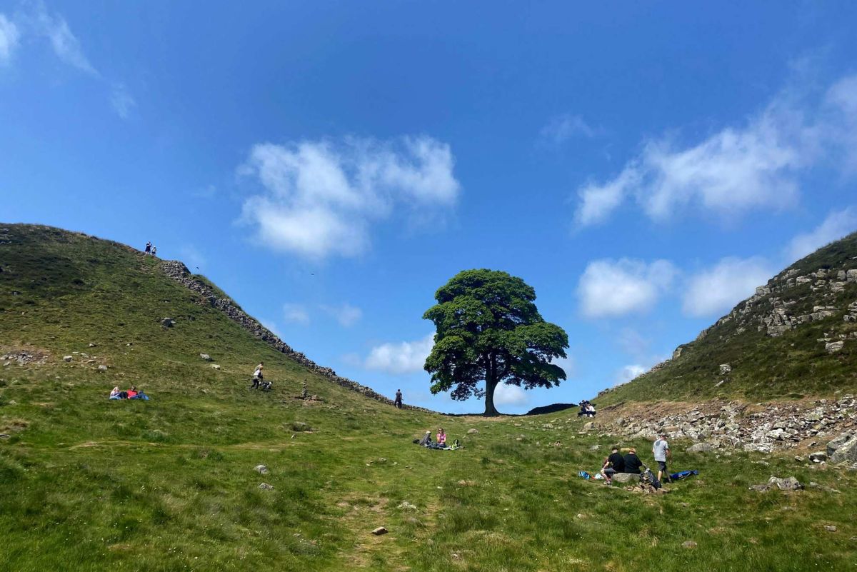 Iconic Tree At Hadrian’s Wall: A Legacy Cut Short | Latest News Today